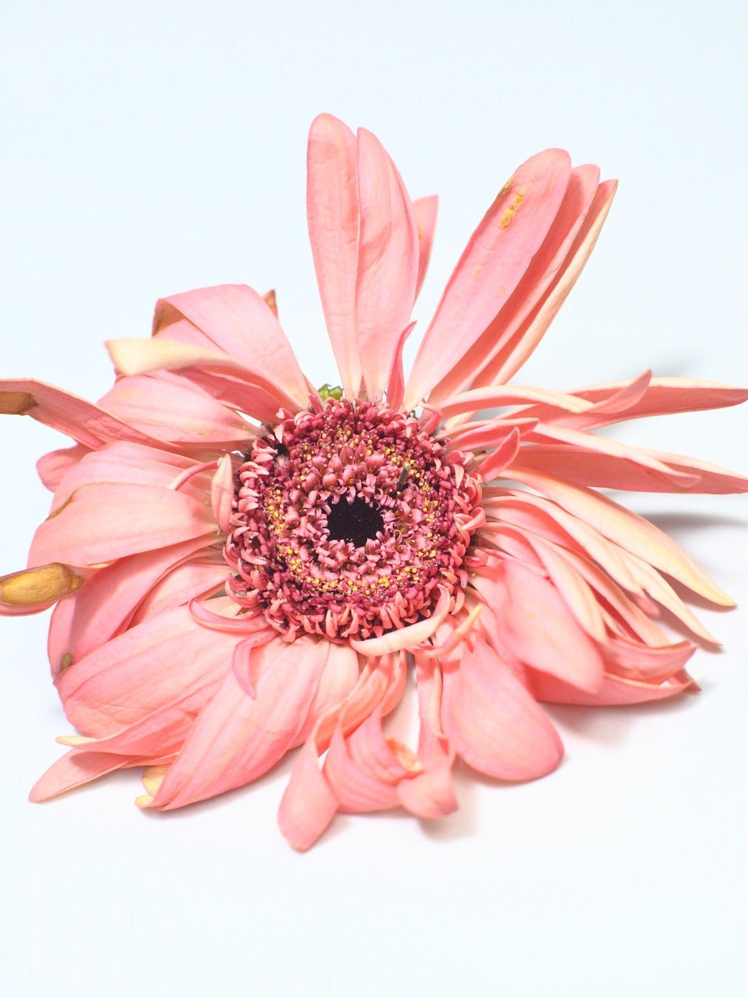 The Reality Behind the Macerating of Perfumes: Enhancing the Scent Exp ...